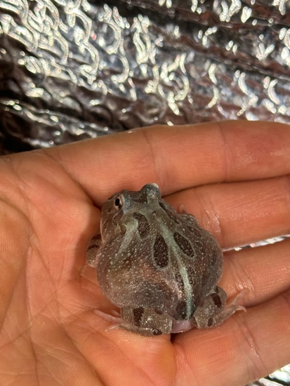Axanthic” Phantom Low Translucent Mutant Pacman Frog by Crowe family frogs