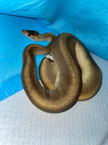 Champagne Pastel Cinnamon Ball Python by Cronks exotics