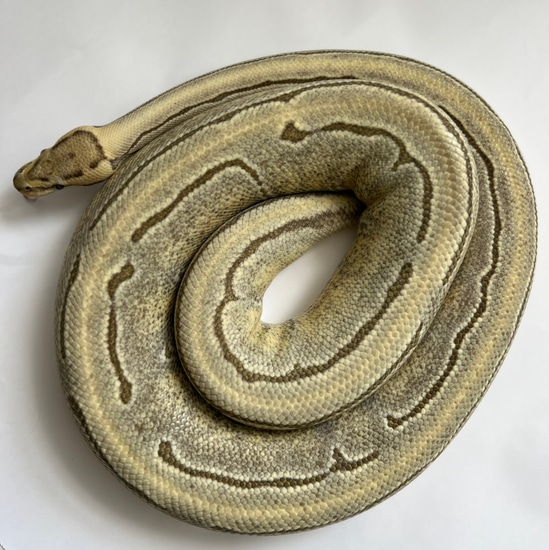 Desert Ghost Enchi Pinstripe Ball Python by Crosier's Balls