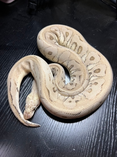 Super Pastel Spotnose Clown Ball Python by Crosier's Balls