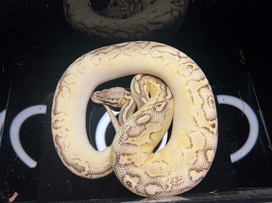 Firefly Lesser Bongo Ball Python by Crosier's Balls