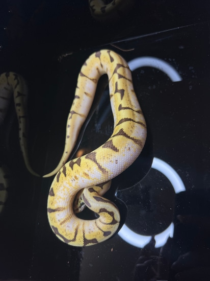Bumblebee Enchi Asphalt/yb Ball Python by Crosier's Balls