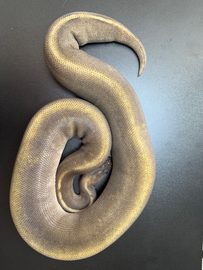 GHI Mojave Fire Ball Python by Crosier's Balls