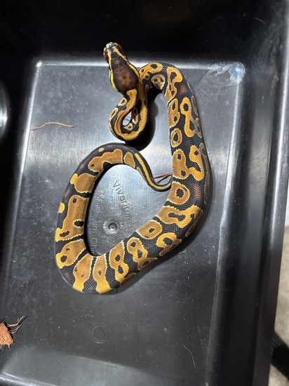 DH Axanthic (VPI) Albino Ball Python by Crosier's Balls