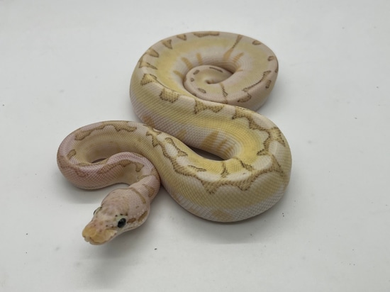Calico Bamboo Spinnerblast Ball Python by Cross City Exotics