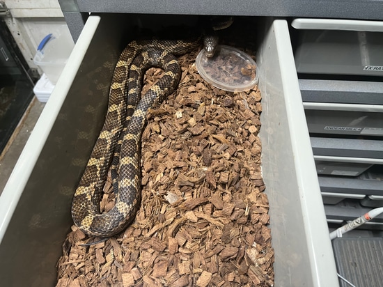 Adult Pair Texas Rat Snakes Western Rat Snake by Cross City Exotics