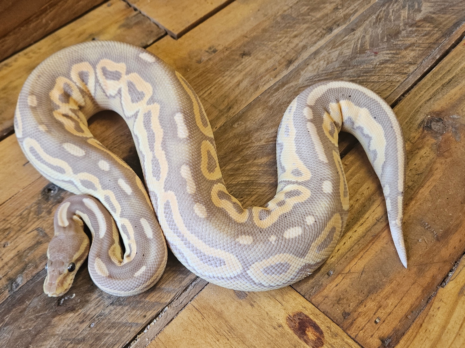 Banana Savannah Ball Python by Cross City Exotics - MorphMarket