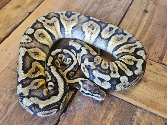 Super Pastel GHI Female Ball Python by Cross City Exotics