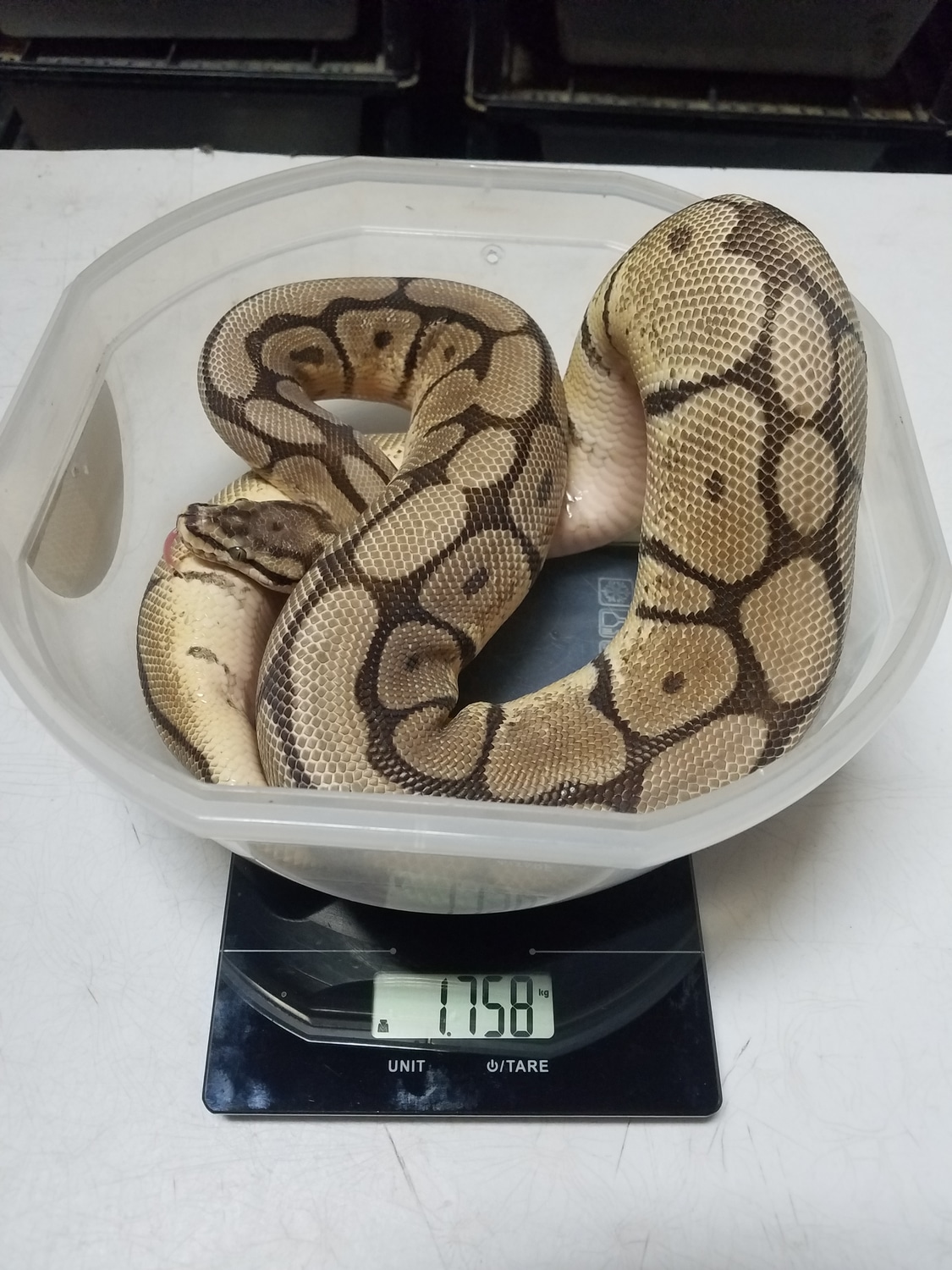 Spider Mojave Ball Python by Happy Herps - MorphMarket