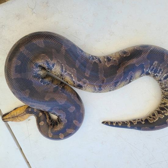 Orange Head Sumatran , ( Curtis) Sumatran Short-Tailed Python by Happy ...