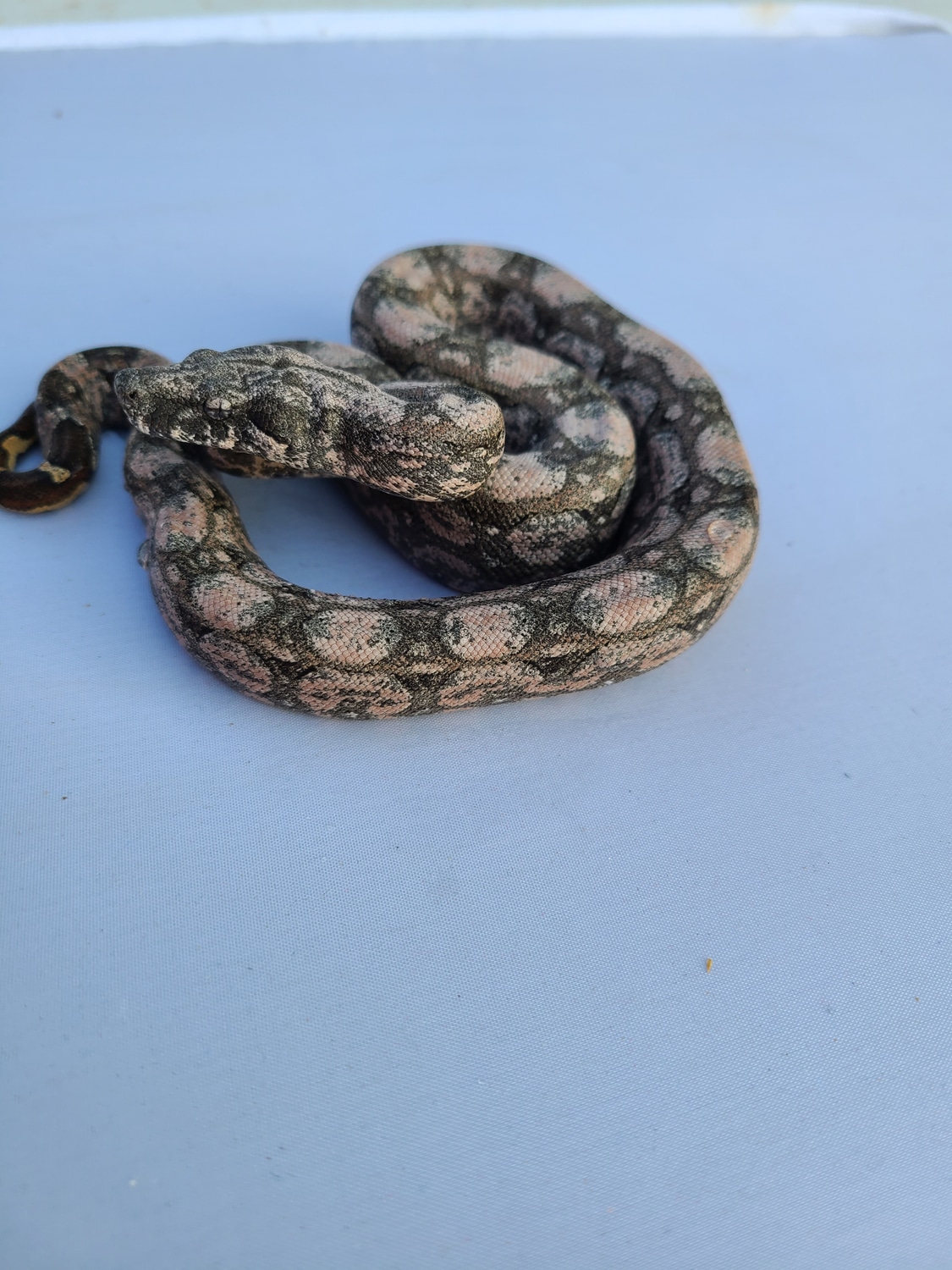Argentine Boas Max Pink Line Argentine Boa Constrictor by Happy Herps ...