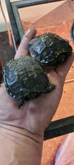 Black Mountain Tortoise Asian Brown Tortoise by Happy Herps