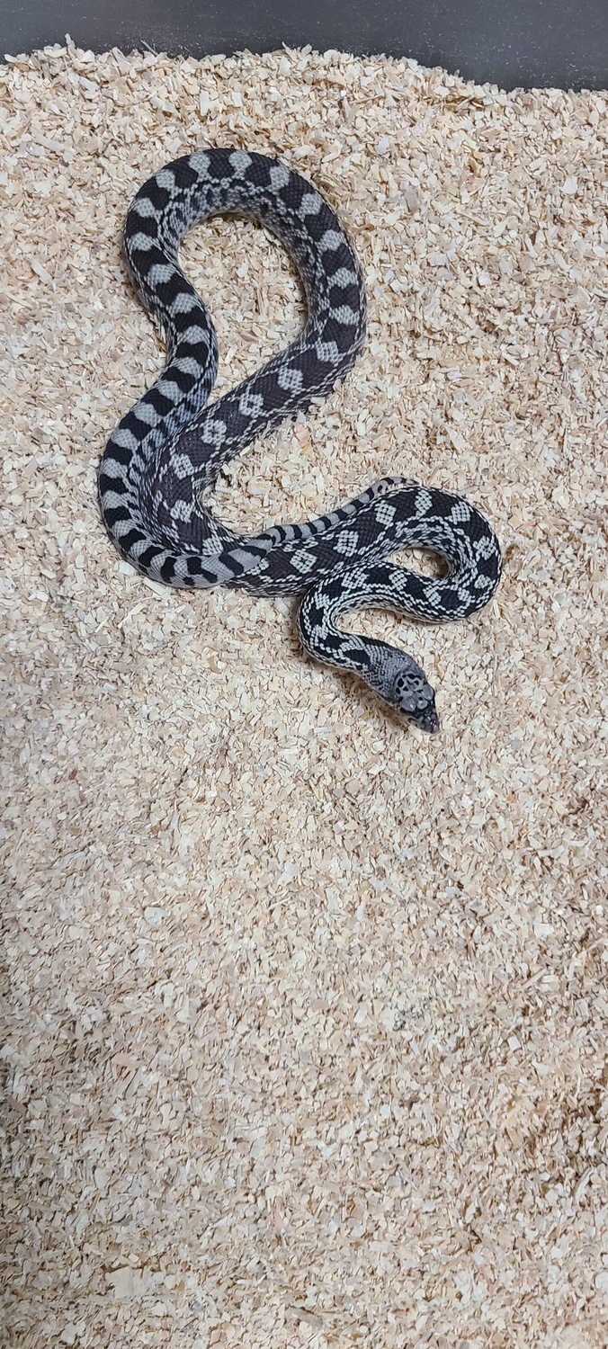 Axanthic 66% Het Hypo And Patternless Bullsnake by Happy Herps ...