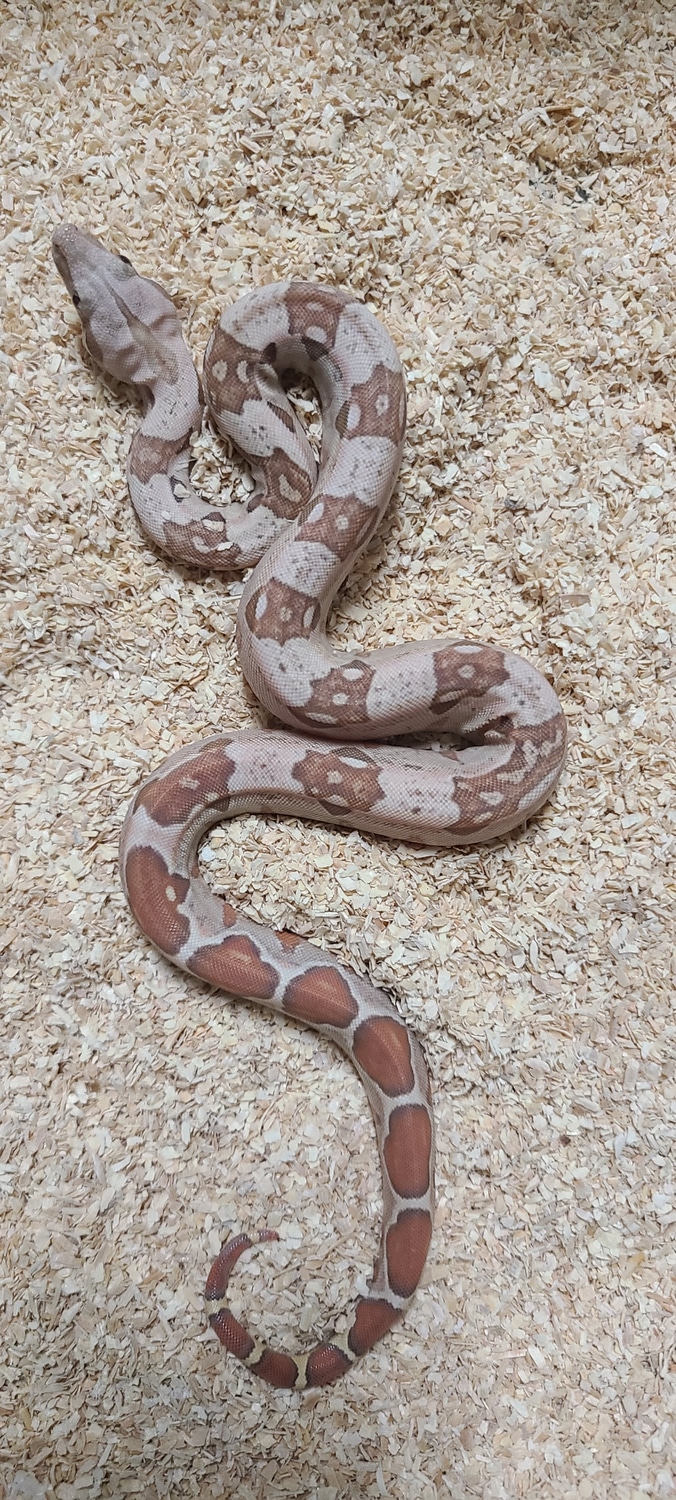 Vpi Tposs Female Boa Constrictor by Happy Herps - MorphMarket