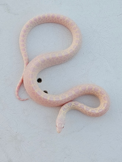 Snow Bull Bullsnake by Happy Herps