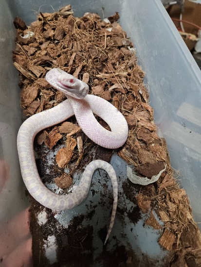 Snow Bull Bullsnake by Happy Herps