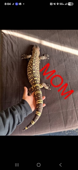 Baby Beaded Beaded Lizard by Happy Herps
