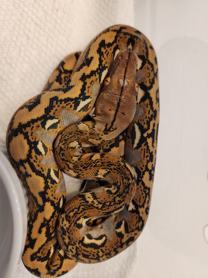 Normal Het Caramel Or Clark Albino Reticulated Python by Saint ...