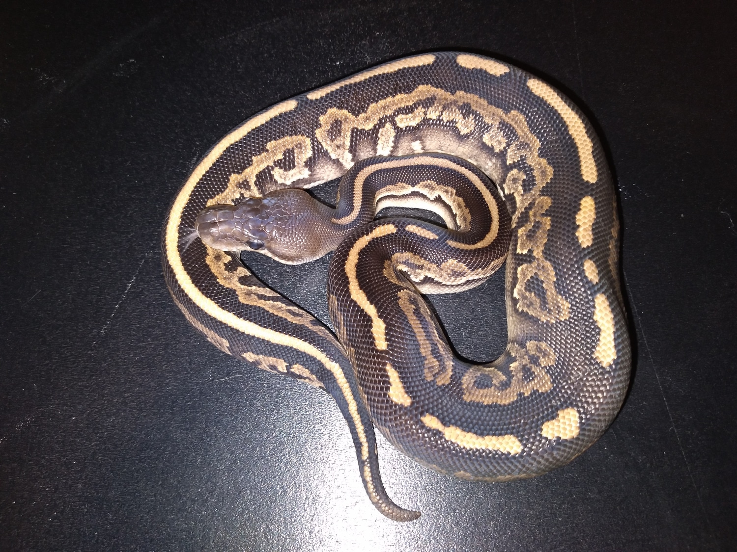 Mahogany Cinnamon Ball Python by Crowe Family Morphs LLC. - MorphMarket