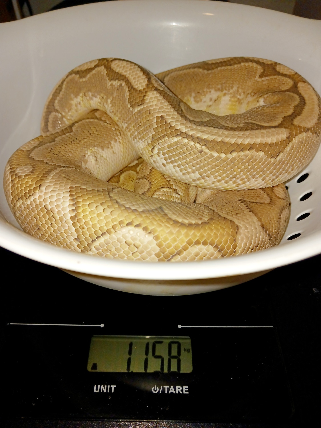Bamboo Ball Python by Crowe Family Morphs - MorphMarket