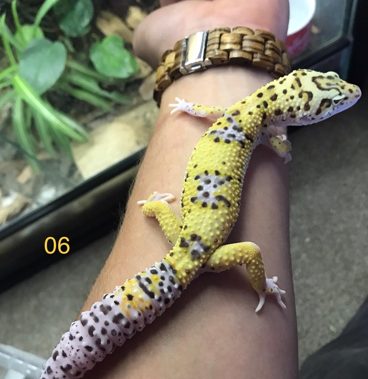 Normal Eclipse Het Bell Leopard Gecko by Crowes geckos - MorphMarket