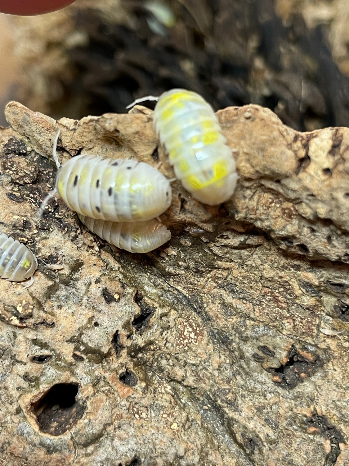 10+Japanese Magic Potion (Armadillidium Vulgare) Isopod by Crown Jewel ...
