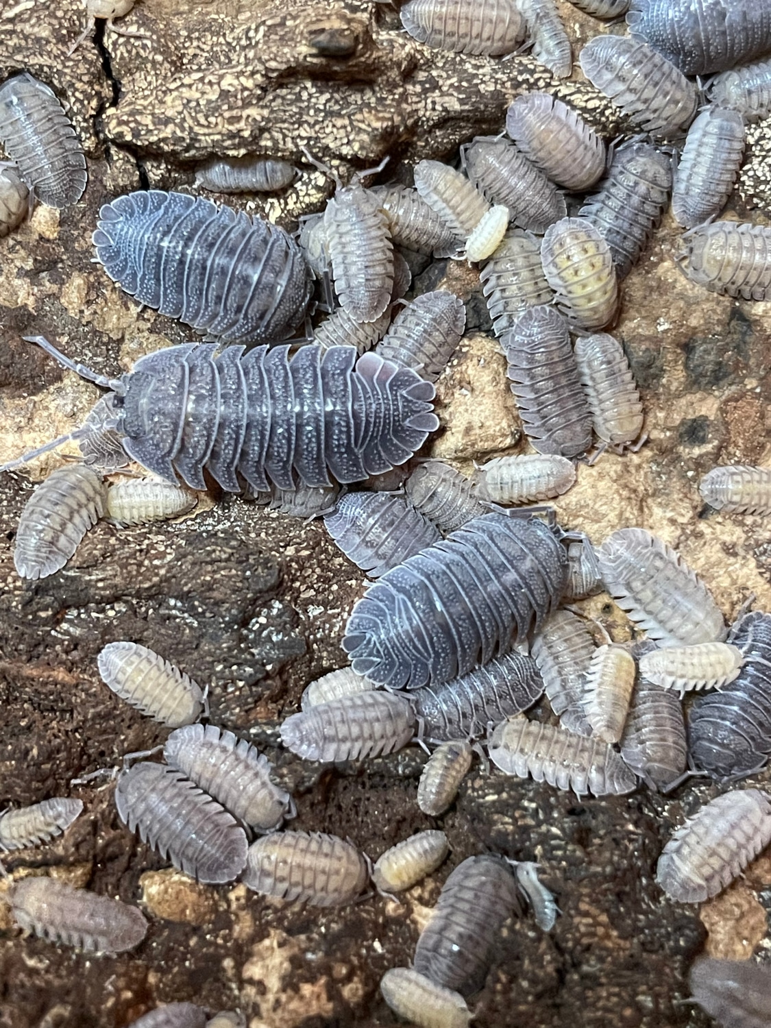 100+ Armadillidium Peraccae Isopod by Crown Jewel Reptiles - MorphMarket