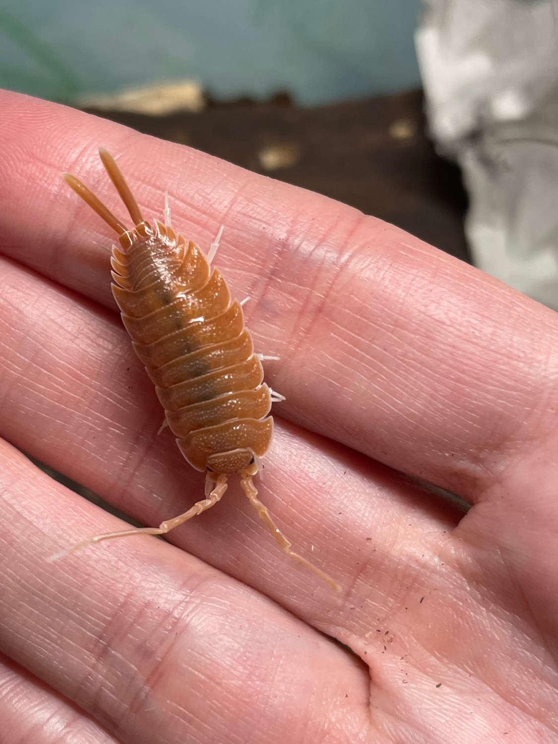 10ct Porcellio Magnificus Juveniles Isopod by Crown Jewel Reptiles ...