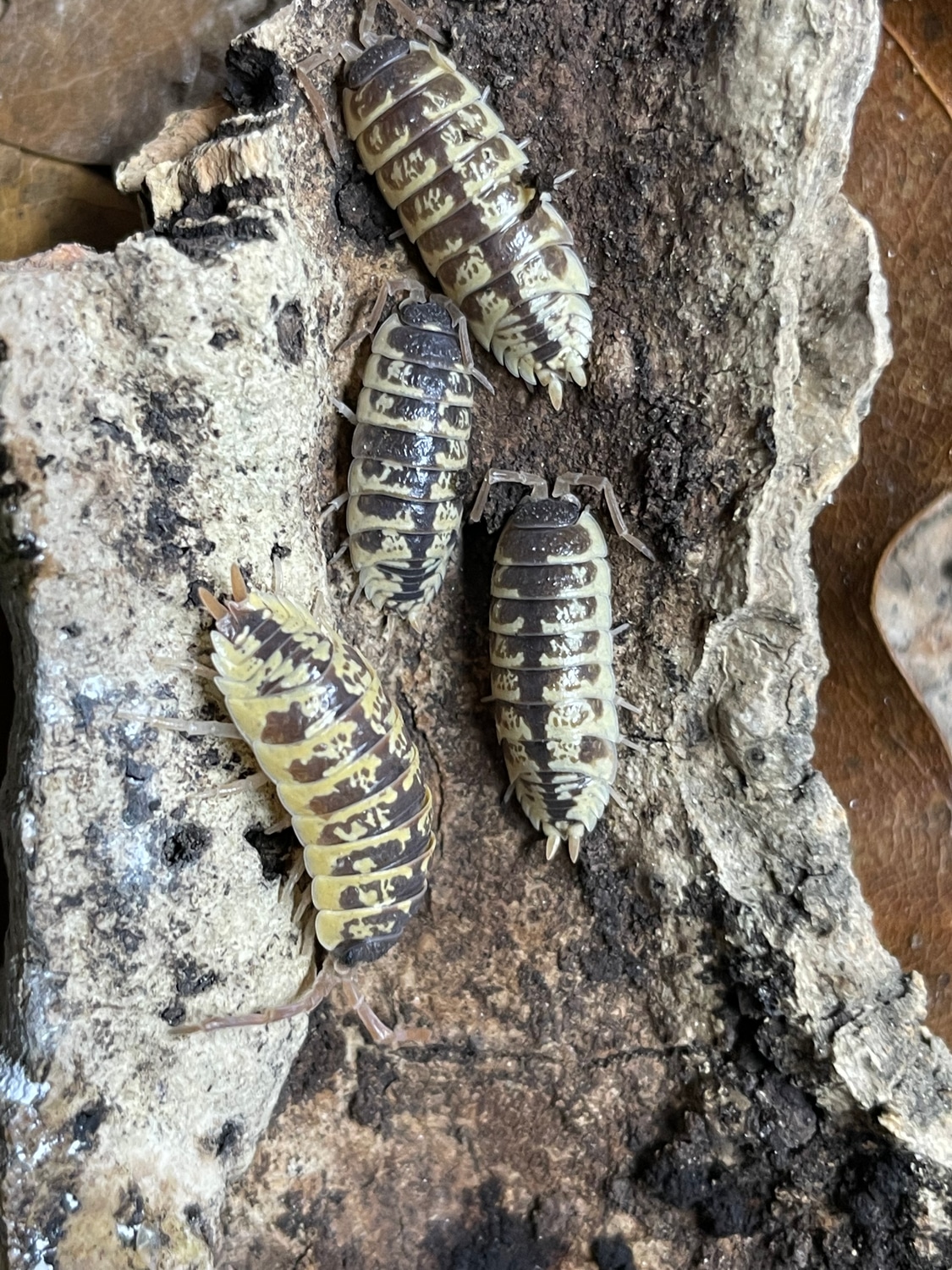 10 Porcellio Ornatus “chocolate High Yellow” Isopod by Crown Jewel ...