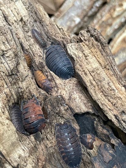 50 Count Porcellio Scaber Lava Mixed Sizes Isopod by Crown Jewel Reptiles