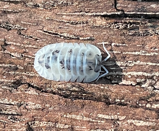 10+ Shiro Utsuri Isopod by Crown Jewel Reptiles