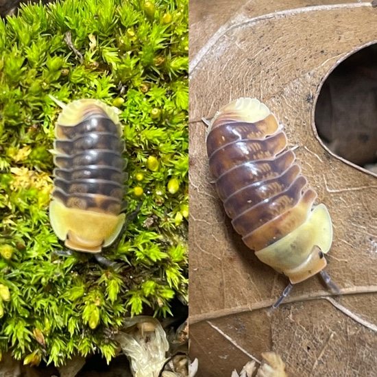 10ct Mixed Color Rubber Ducky Isopods by Crown Jewel Reptiles