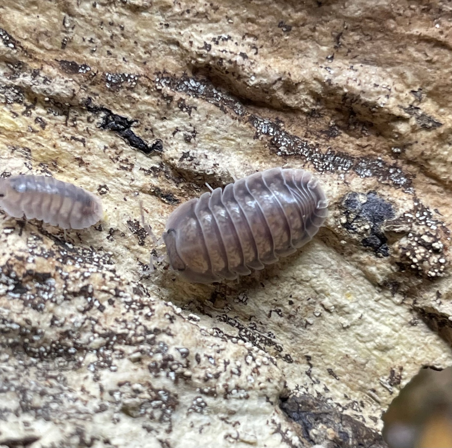 10 Count Silver Ghost Isopod by Crown Jewel Reptiles - MorphMarket