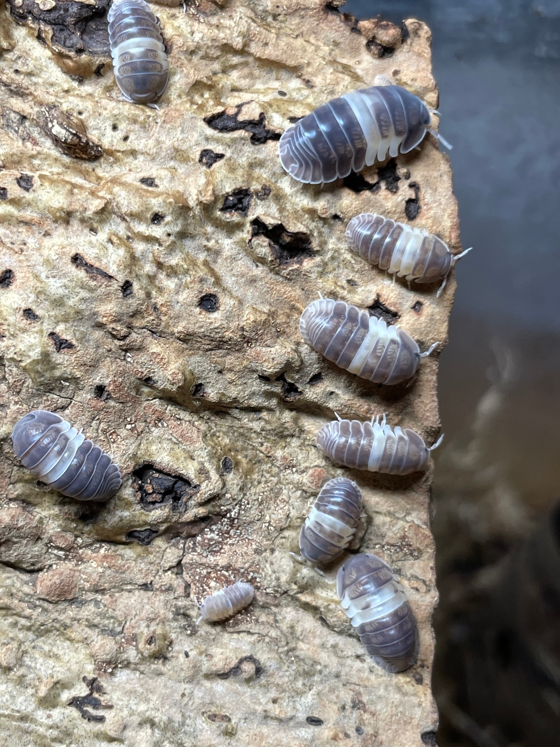 20+ Panda King Isopod by Crown Jewel Reptiles - MorphMarket
