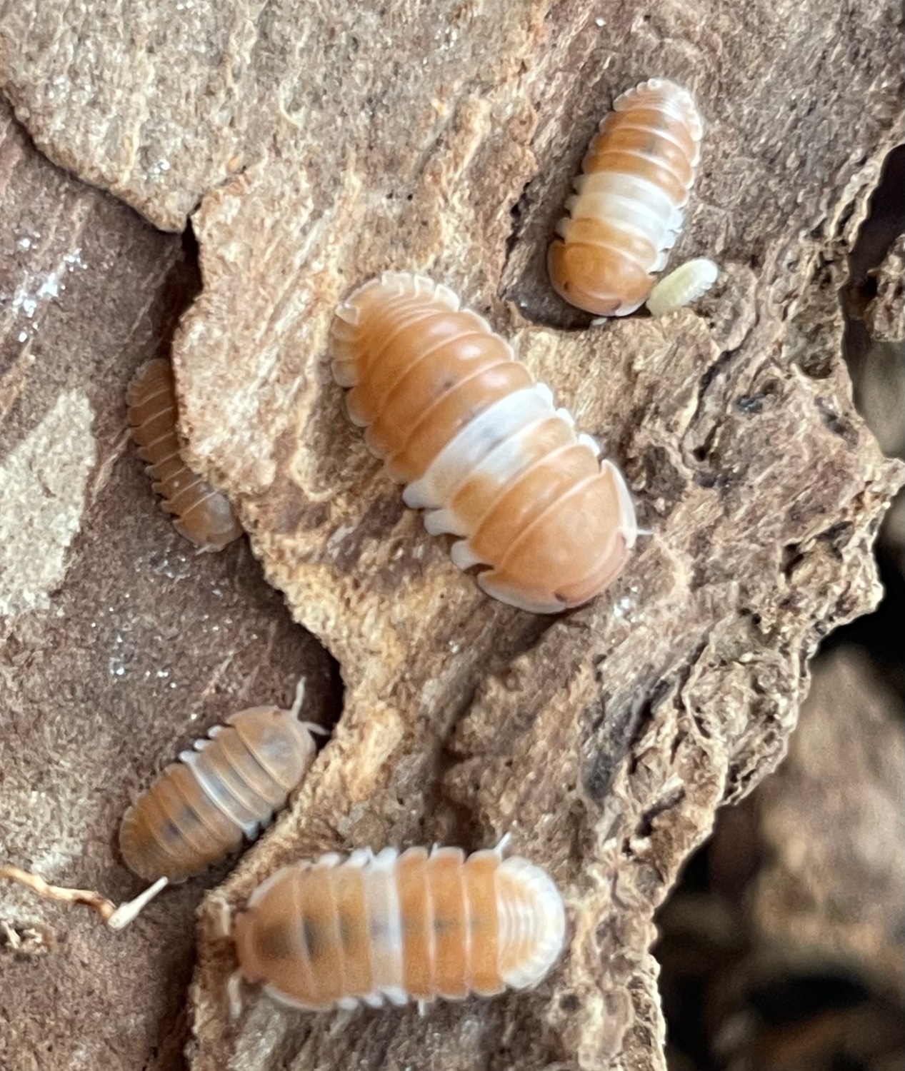 10 Red Panda King Isopod by Crown Jewel Reptiles - MorphMarket