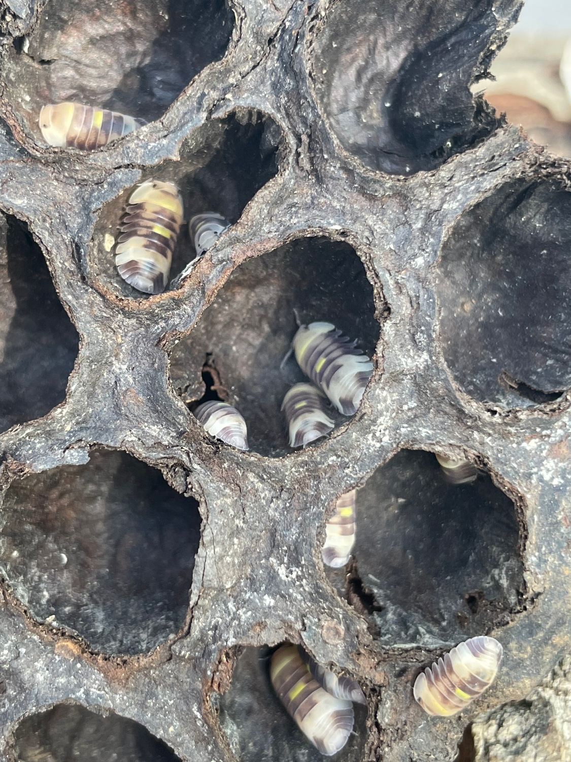 6+2 Amber Firefly High Yellow Isopod by Crown Jewel Reptiles - MorphMarket