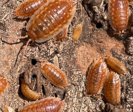 10ct “Zingers” Armadillidium Gestroi Isopod by Crown Jewel Reptiles ...