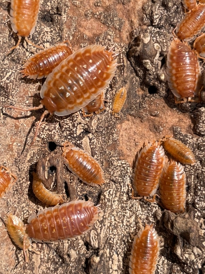 10ct BC Maple Oniscus Asellus Isopods by Crown Jewel Reptiles