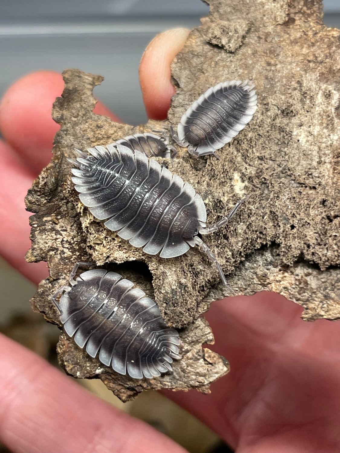 15 Count Porcellio Werneri Mixed Sizes Isopod by Crown Jewel Reptiles ...