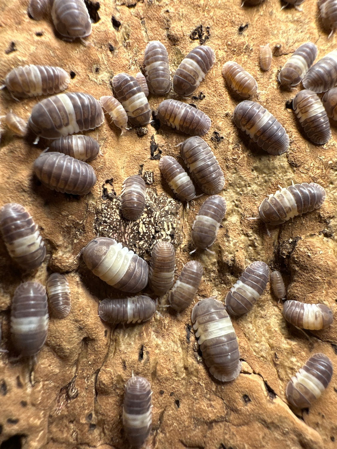 50 Panda King From A Culture Producing Red Pandas, Citrus (All Red ...