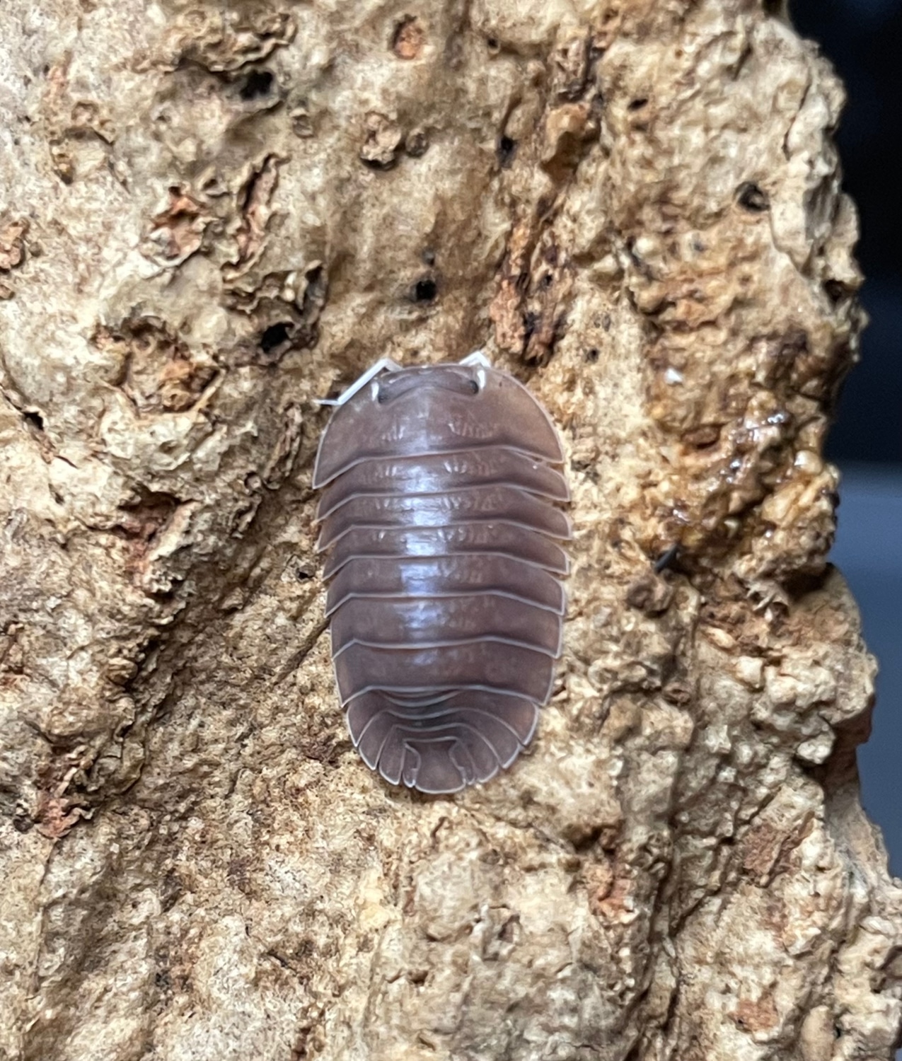 10 Soil Mixed Sizes Isopod by Crown Jewel Reptiles - MorphMarket