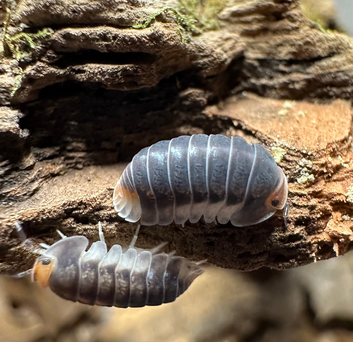 10ct Pak Chong Isopod by Crown Jewel Reptiles - MorphMarket