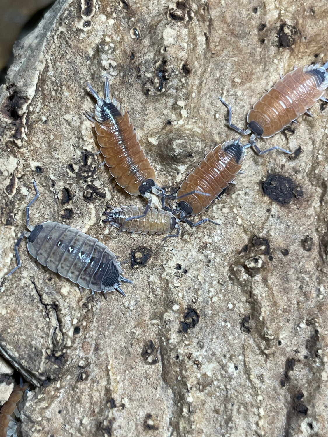 10 Count P. Silvestrii Mixed Sizes Isopod by Crown Jewel Reptiles ...