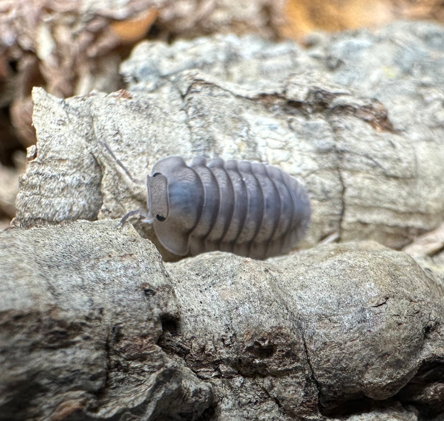 10 Blue Pigeon Isopod by Crown Jewel Reptiles - MorphMarket
