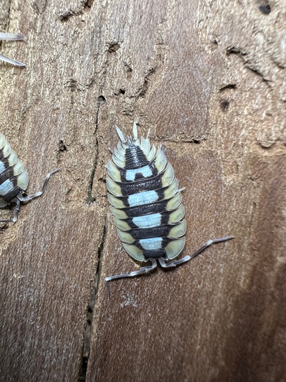 10 Count Porcellio Expansus Isopods by Crown Jewel Reptiles