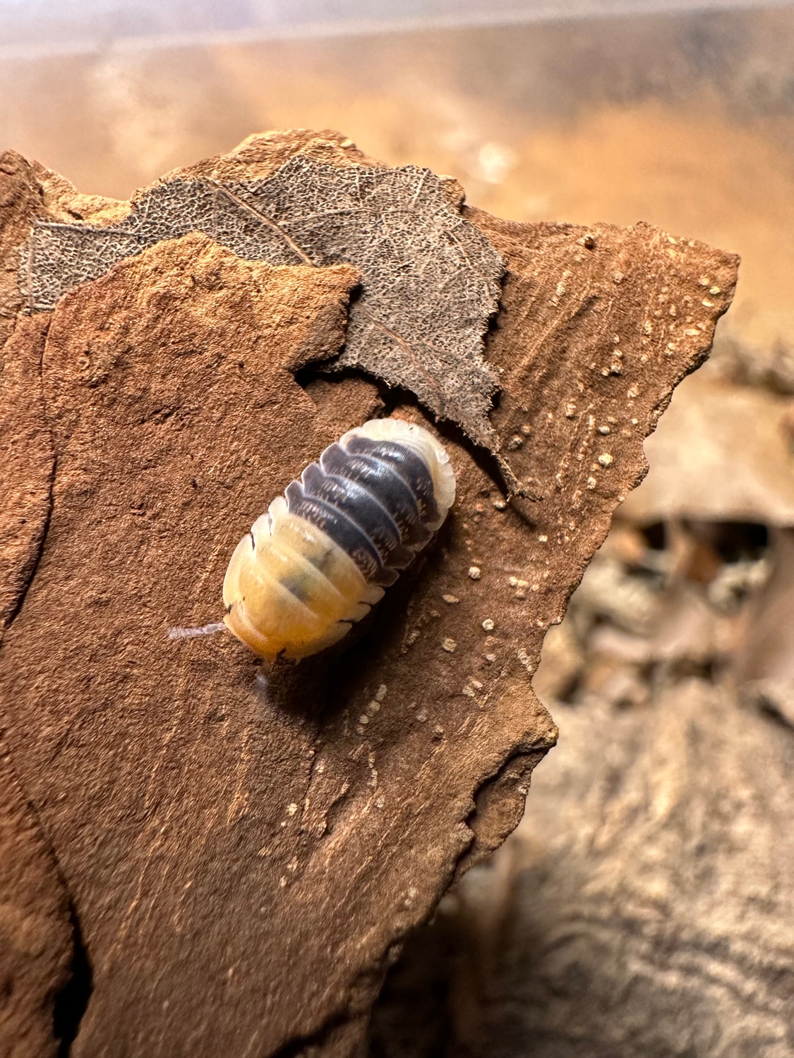 10ct Rubber Bee Mixed Sizes Cubaris Isopod by Crown Jewel Reptiles ...