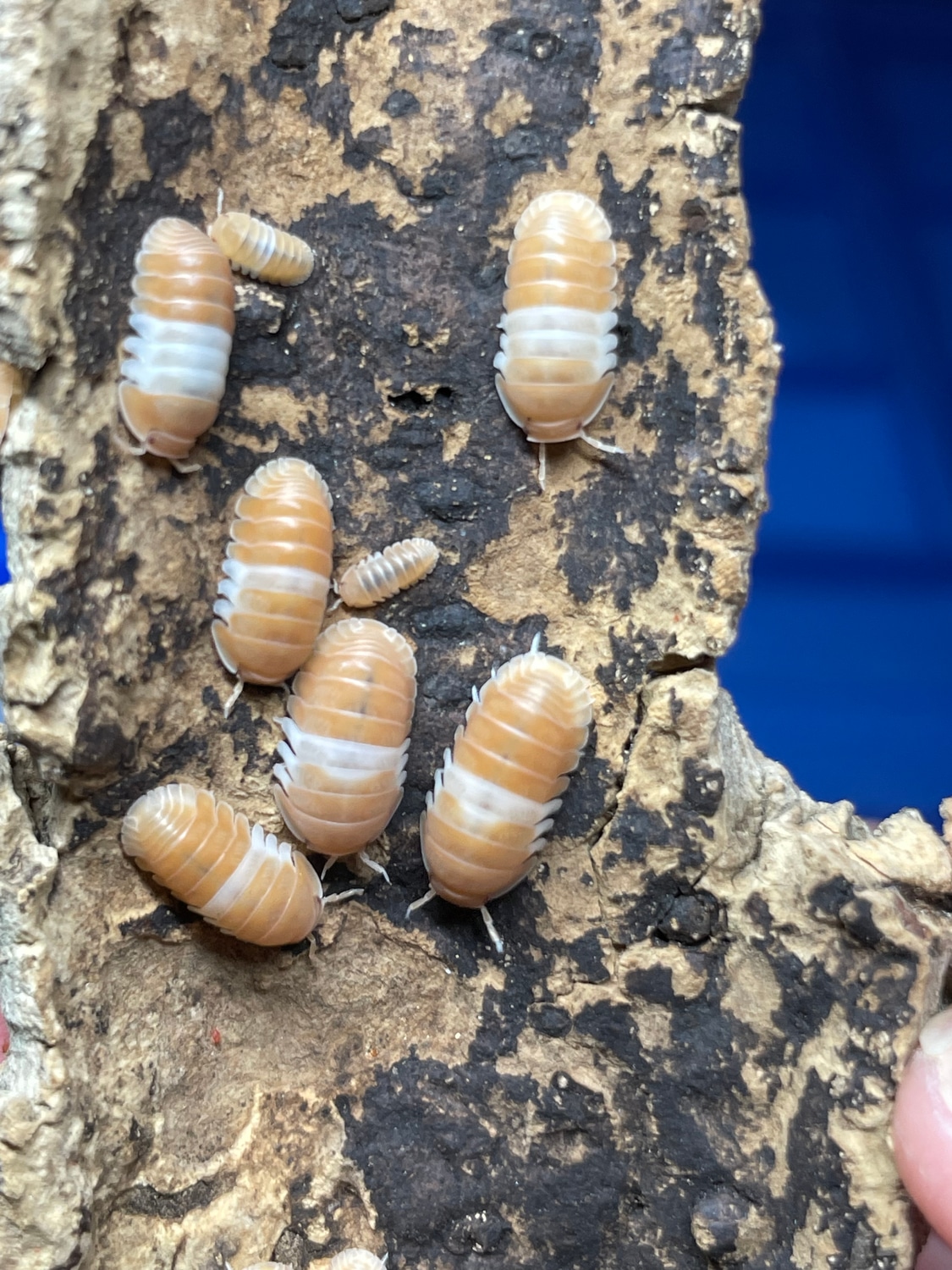 10+ Red Panda King Isopod by Crown Jewel Reptiles - MorphMarket