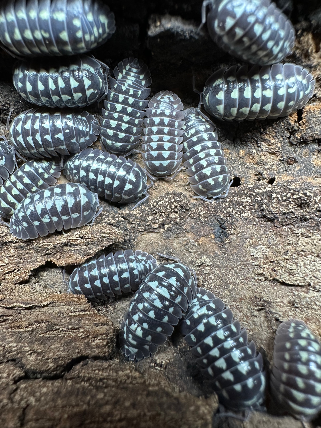 10ct “Zingers” Armadillidium Gestroi Isopod by Crown Jewel Reptiles ...