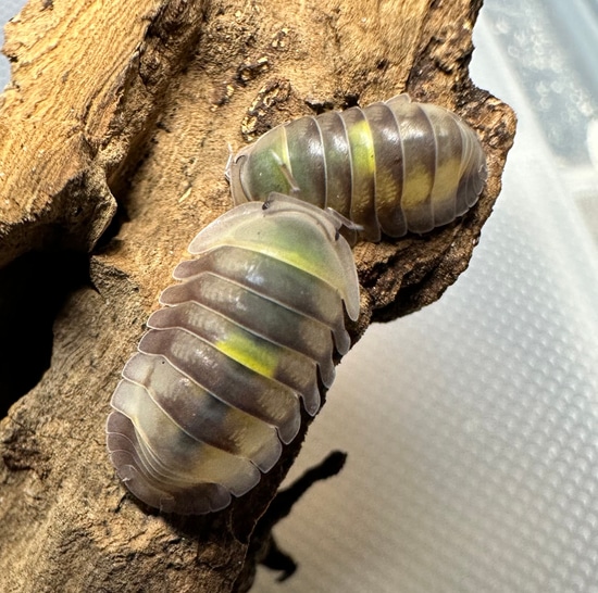 10+ct Amber Firefly High Yellow Isopod by Crown Jewel Reptiles