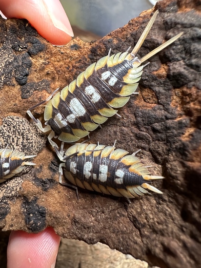 10ct P. Expansus “Orange” Isopod by Crown Jewel Reptiles